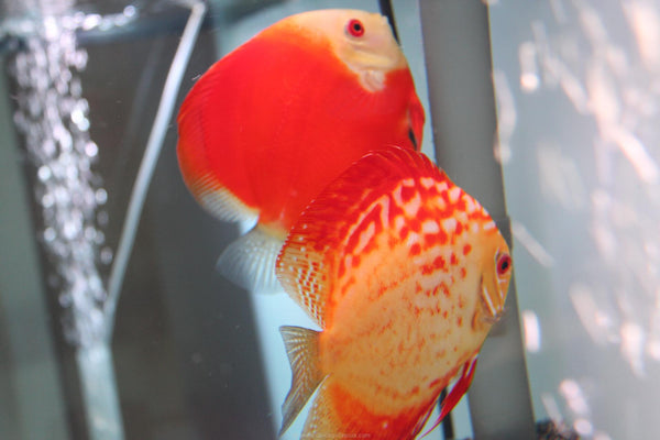 Discus Fish Breeding [Parts 1 & 2] – Myrtle Beach Discus