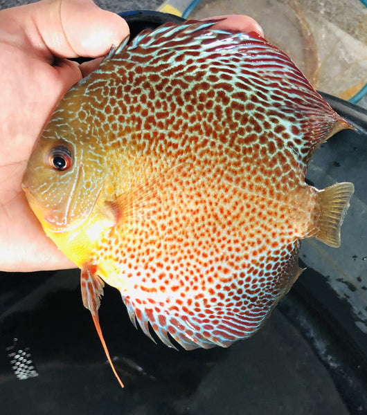 5" Discus – Myrtle Beach Discus