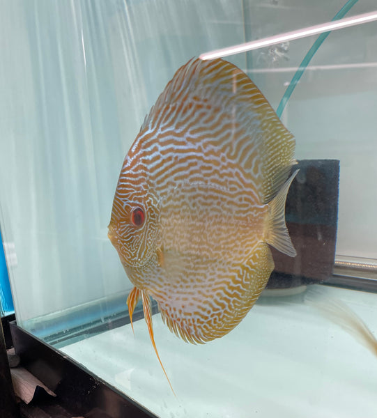 Featured Discus – Page 8 – Myrtle Beach Discus