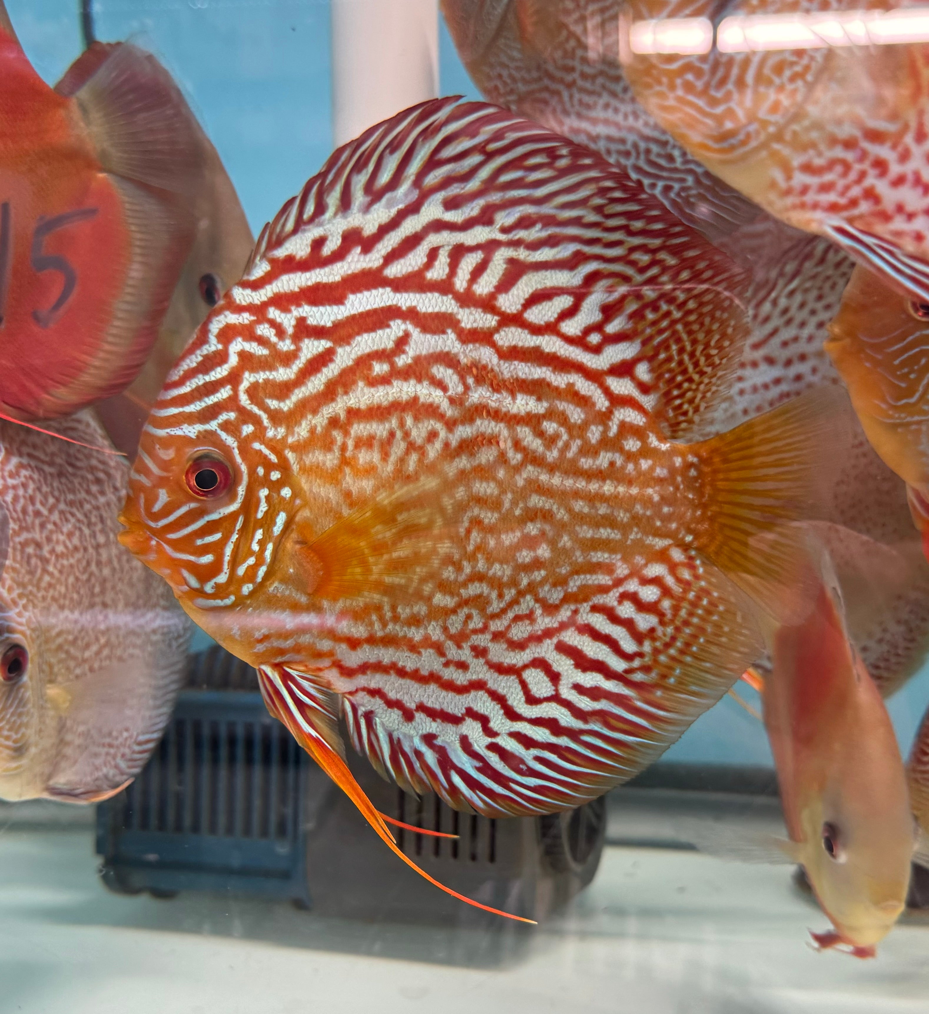 Red Turquoise Discus – Myrtle Beach Discus