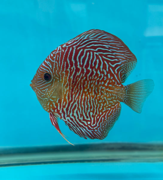 Super Red Bamboo Cobra Discus Potential Pair – Myrtle Beach Discus