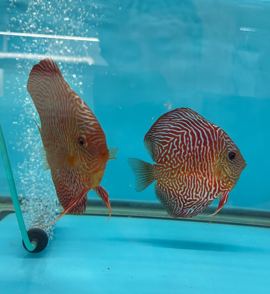 Super Red Bamboo Cobra Discus Potential Pair – Myrtle Beach Discus
