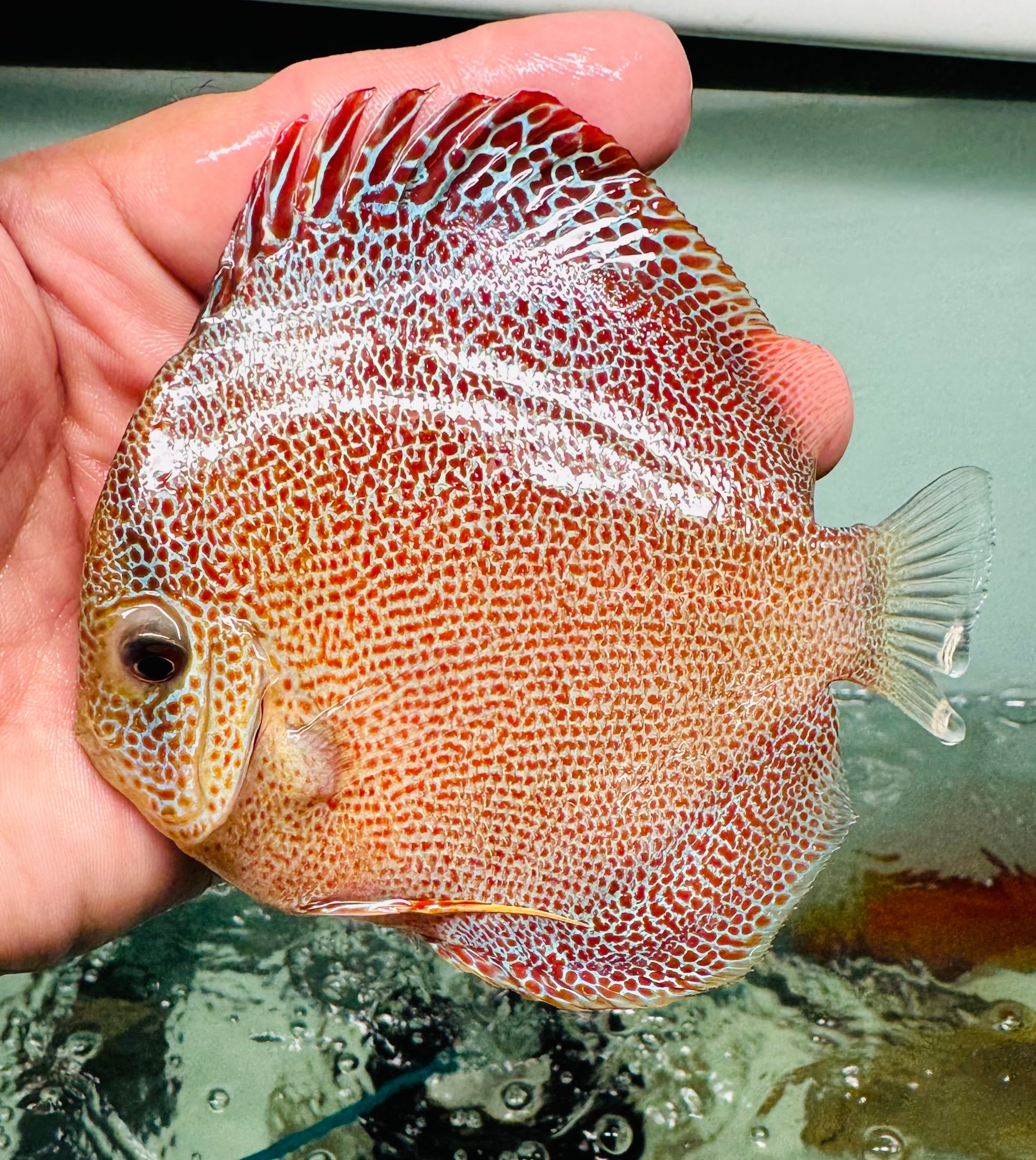 Super Panthera Discus – Myrtle Beach Discus