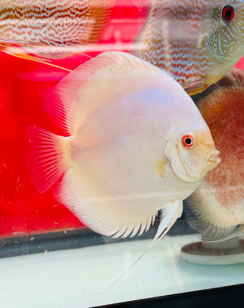 Albino Platinum Discus-Dickson Lim – Myrtle Beach Discus