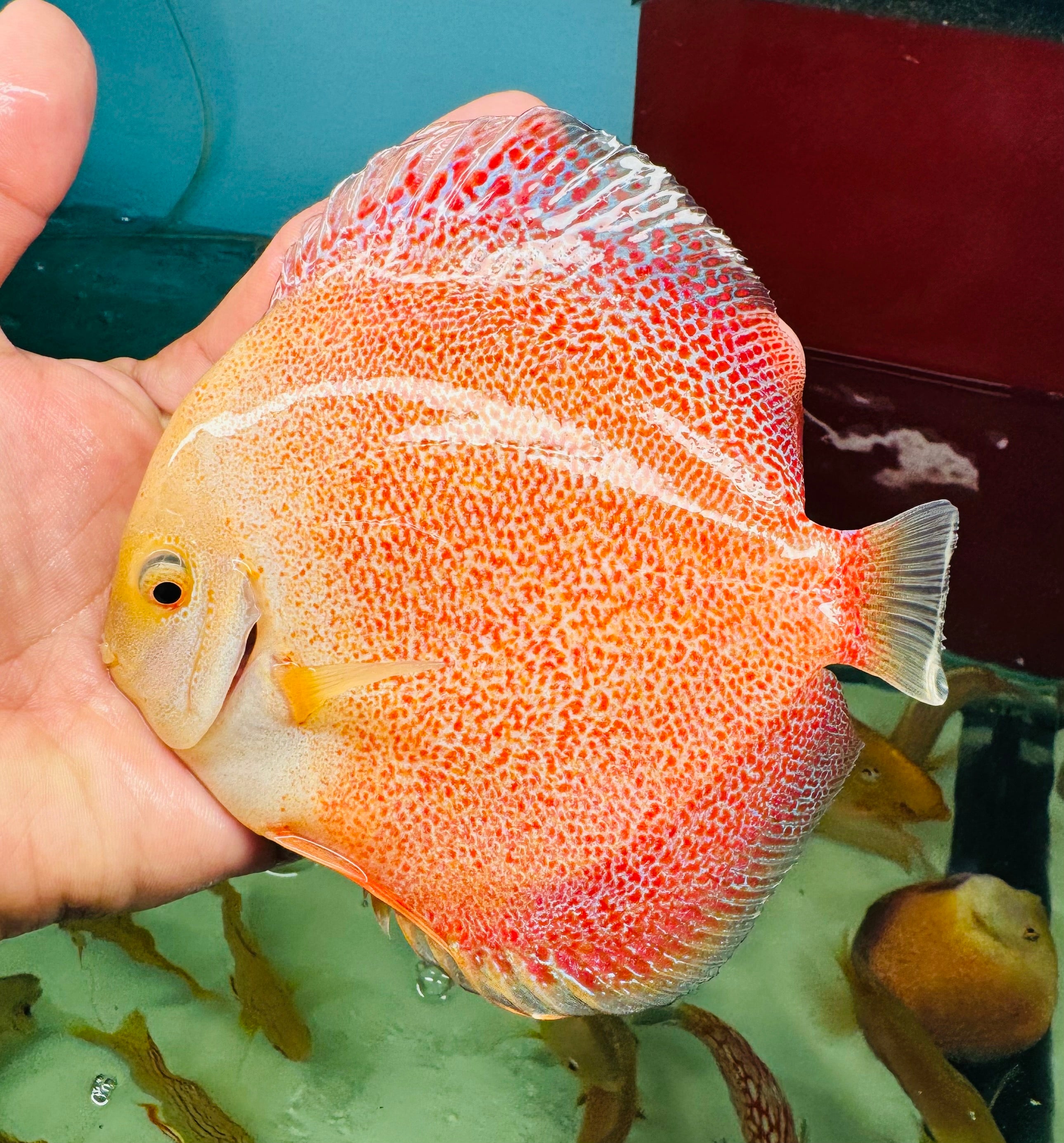 Super Panthera Snow Leopard – Myrtle Beach Discus