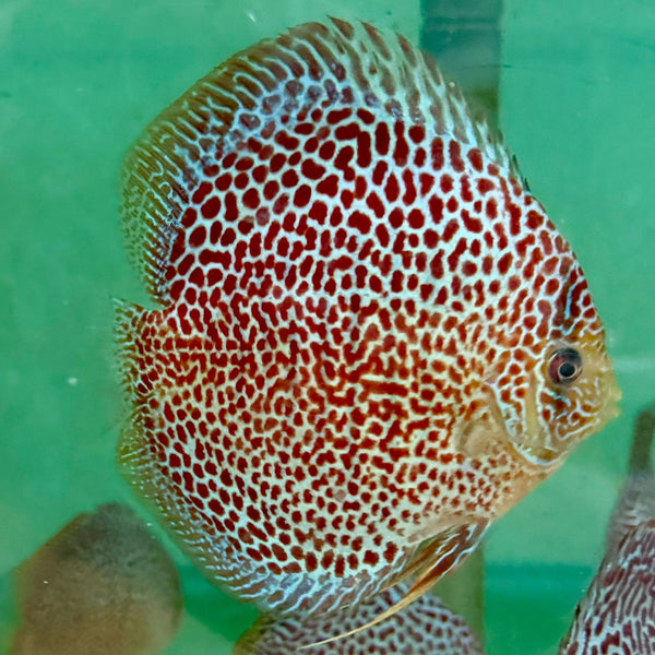 Panthera Eruption Discus – Myrtle Beach Discus