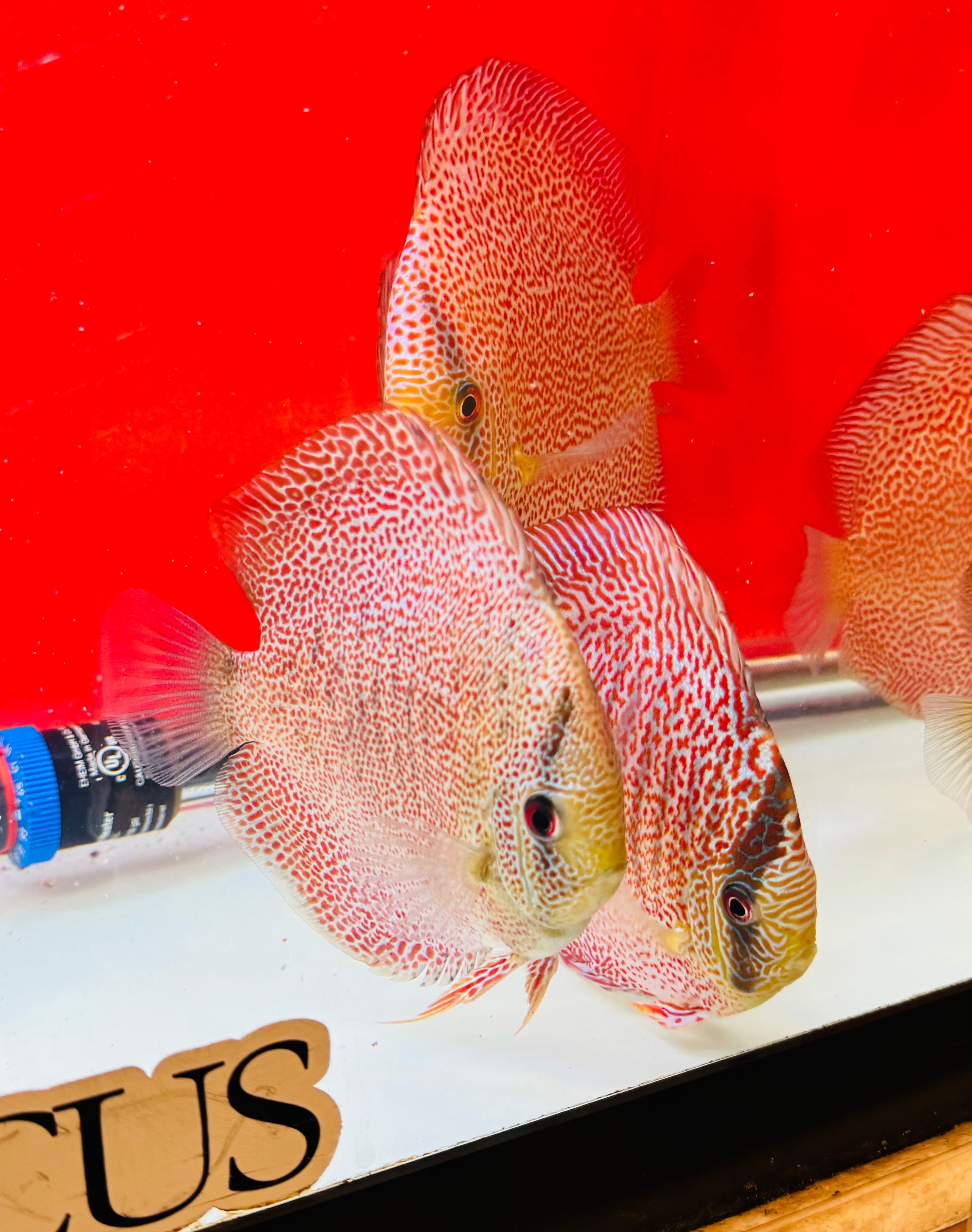 Super Panthera Discus – Myrtle Beach Discus