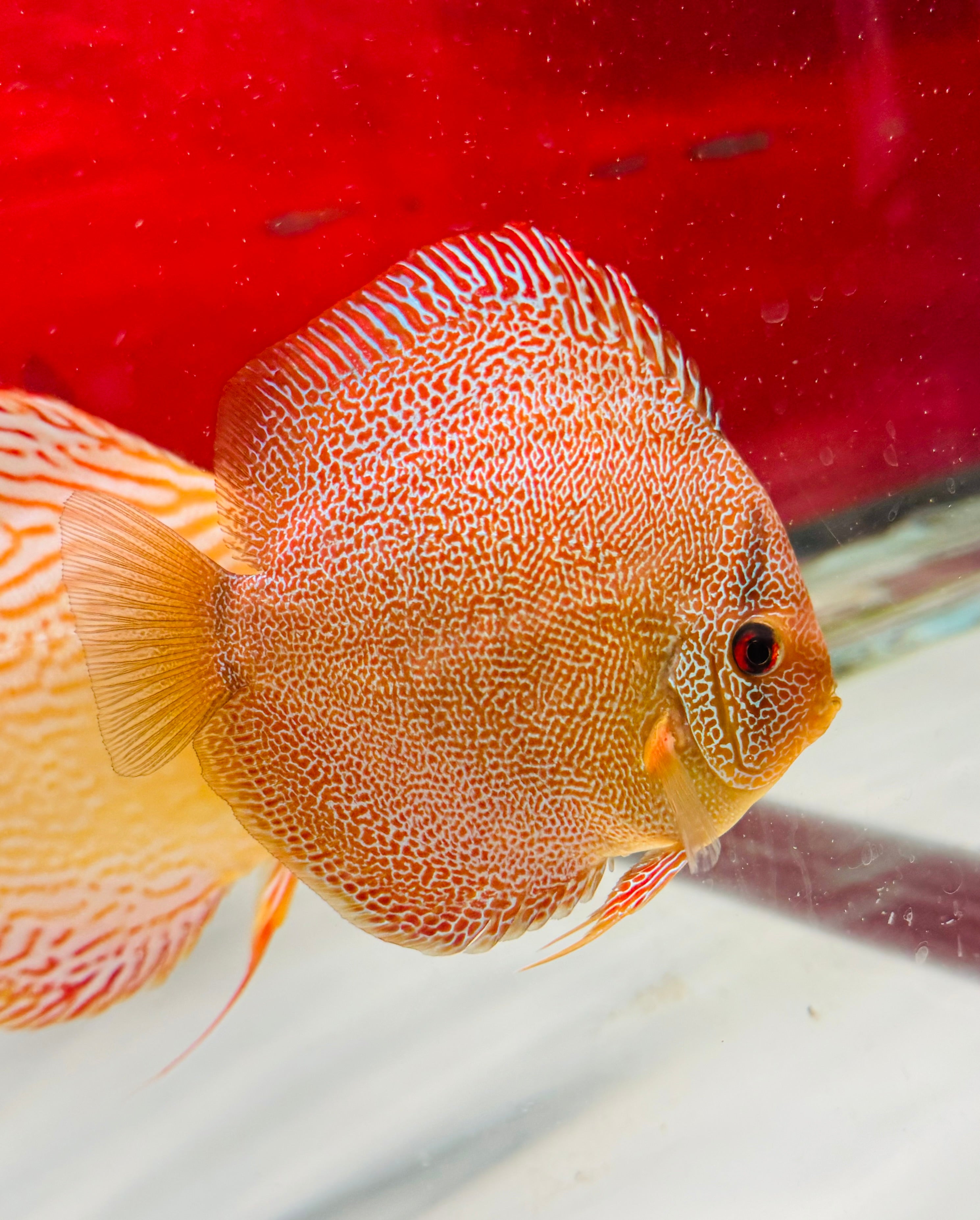 Super Panthera Discus – Myrtle Beach Discus
