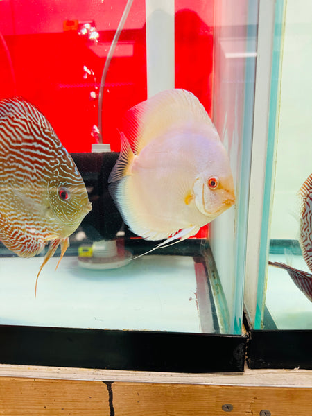 Albino Platinum Discus-Dickson Lim – Myrtle Beach Discus