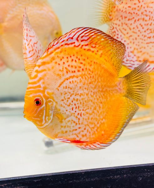 Products – Page 3 – Myrtle Beach Discus