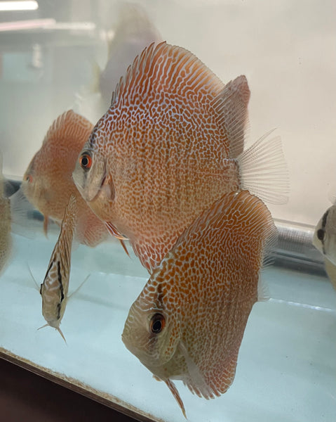 Super Panthera Discus – Myrtle Beach Discus