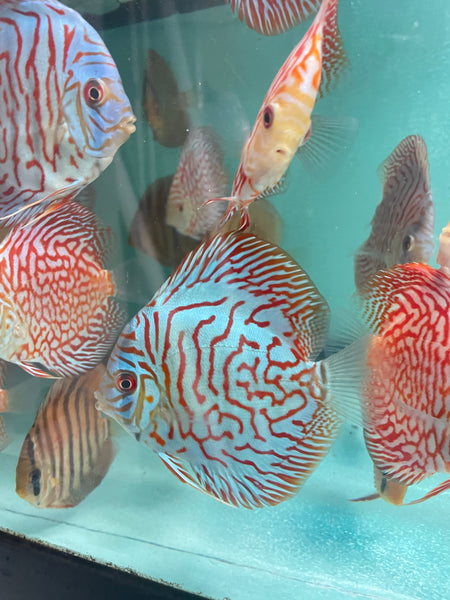 Products – Page 4 – Myrtle Beach Discus