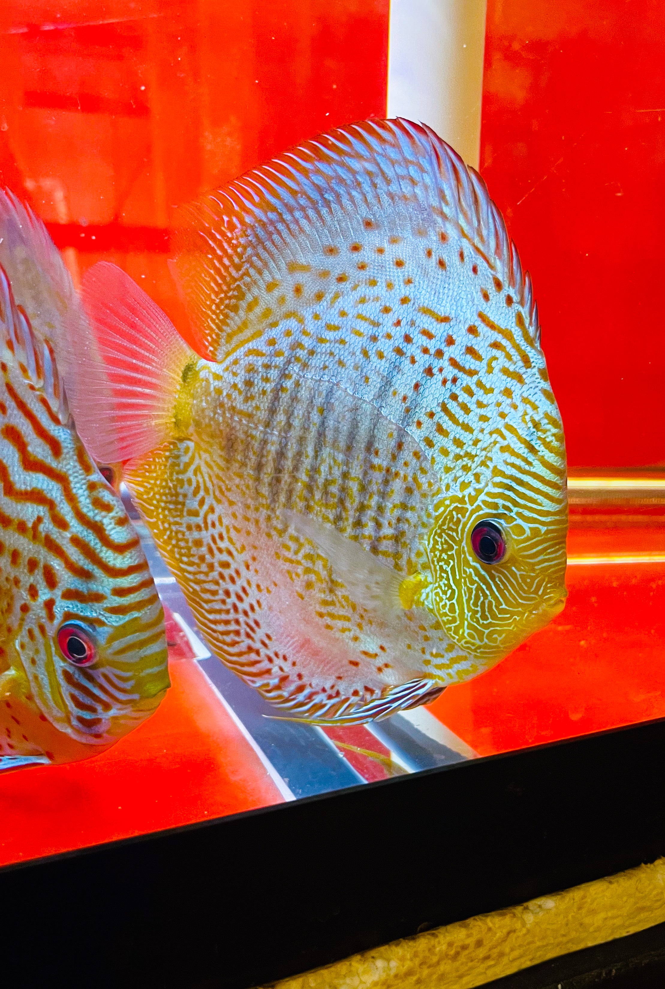 Blue Scorpion Discus – Myrtle Beach Discus