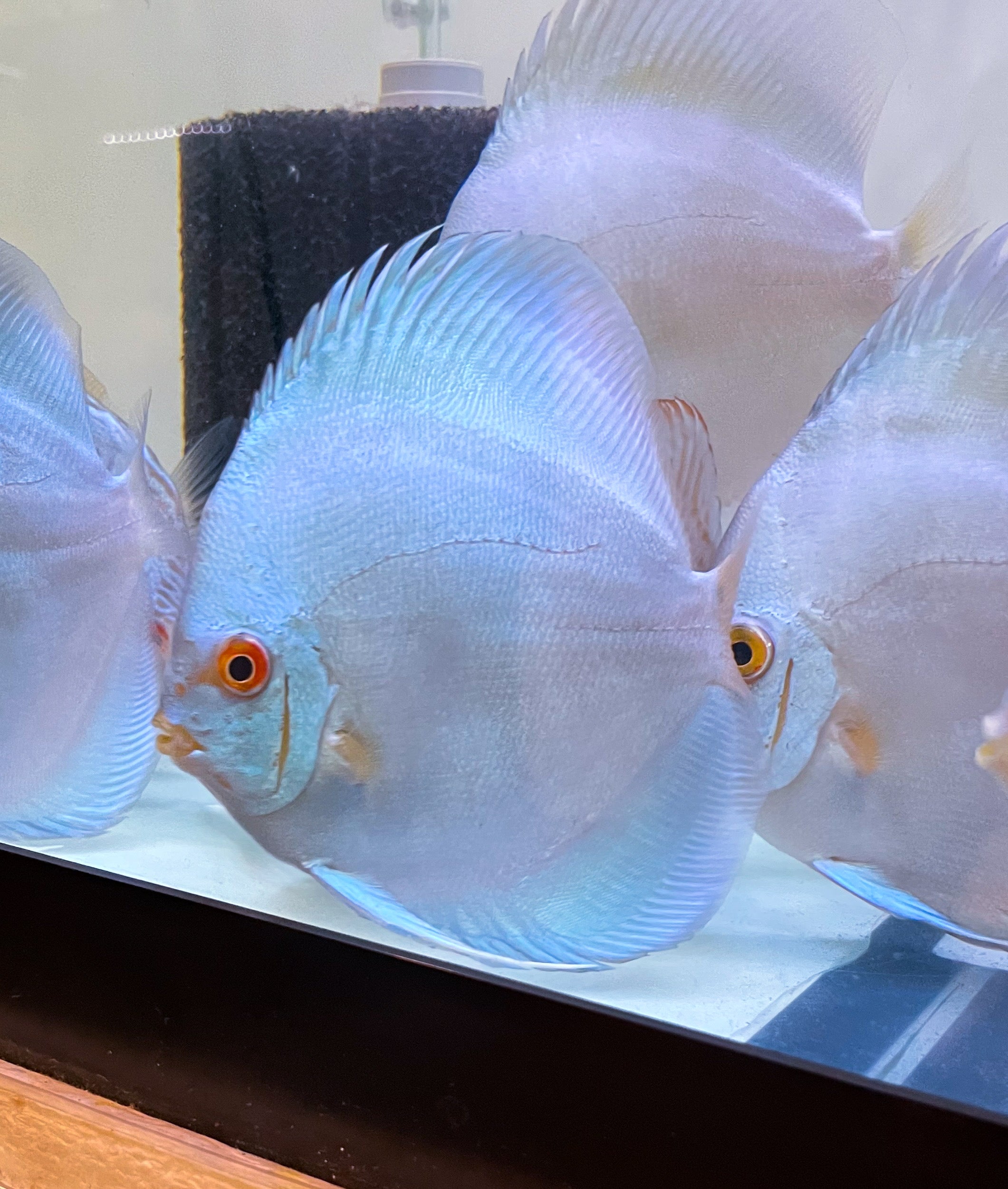 Blue Diamond Discus – Myrtle Beach Discus