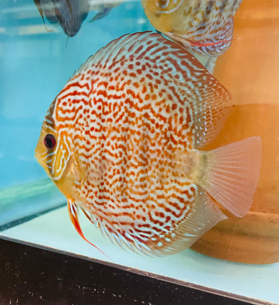 Red Spot Green Discus – Myrtle Beach Discus