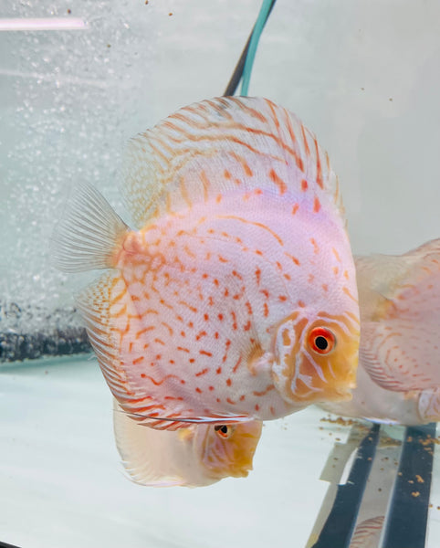 Martin Ng Discus (Select Grade) – Myrtle Beach Discus