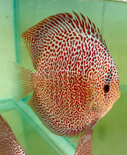 Products – Page 3 – Myrtle Beach Discus