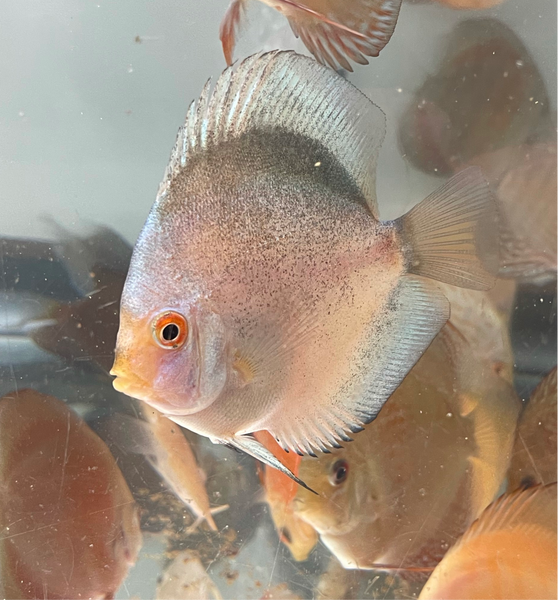 Mercury Discus – Myrtle Beach Discus